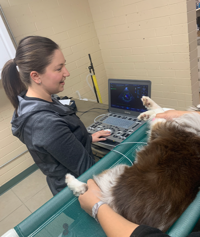 Echocardiogram - Mobile Pet Imaging in Kansas