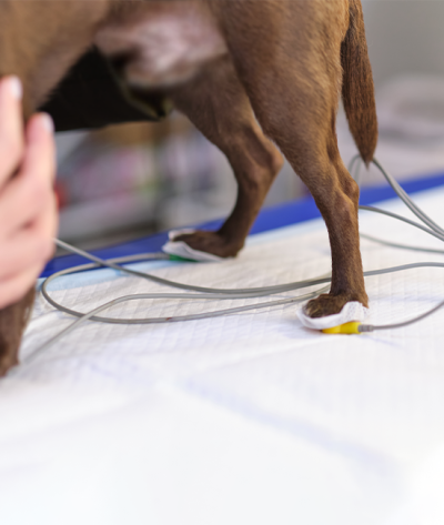 Echocardiogram - Mobile Pet Imaging in Kansas